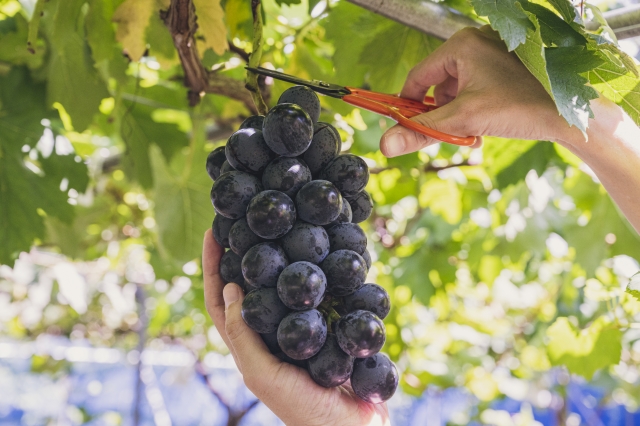 Kansai Fruit Picking RV Guide - キャンピングカーを使った旅がしたい！