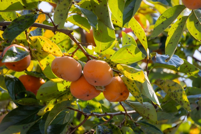 Chugoku/Shikoku Area Autumn Fruits Picking by RV Guide - キャンピングカーを使った旅がしたい！
